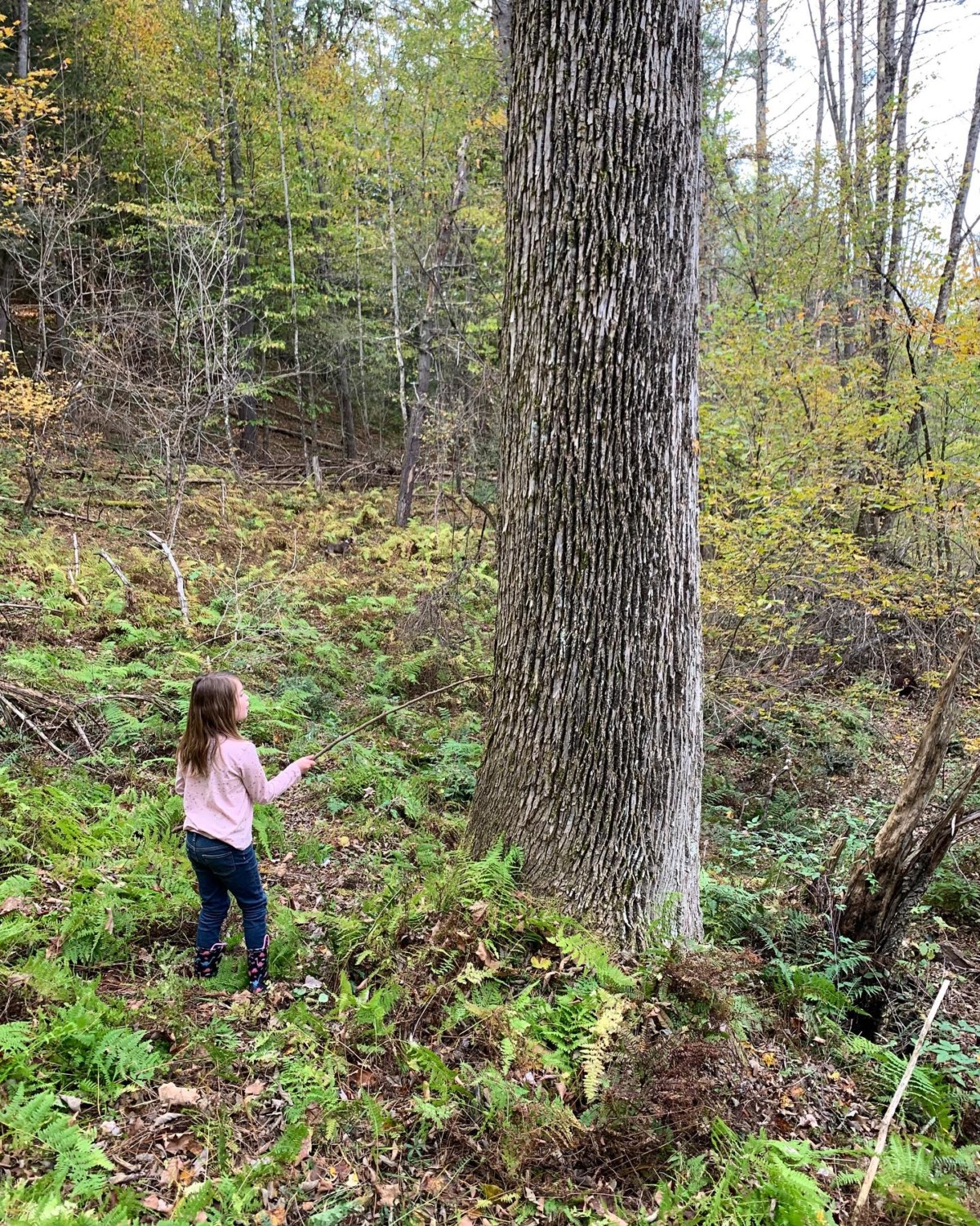 Conservation in Norwich & The Big Tree – Norwich Historical Society